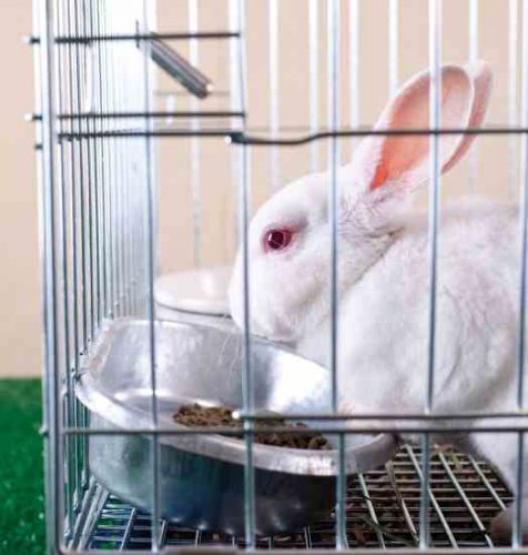 DIY Wire Rabbit Cages and Equipment - Grit